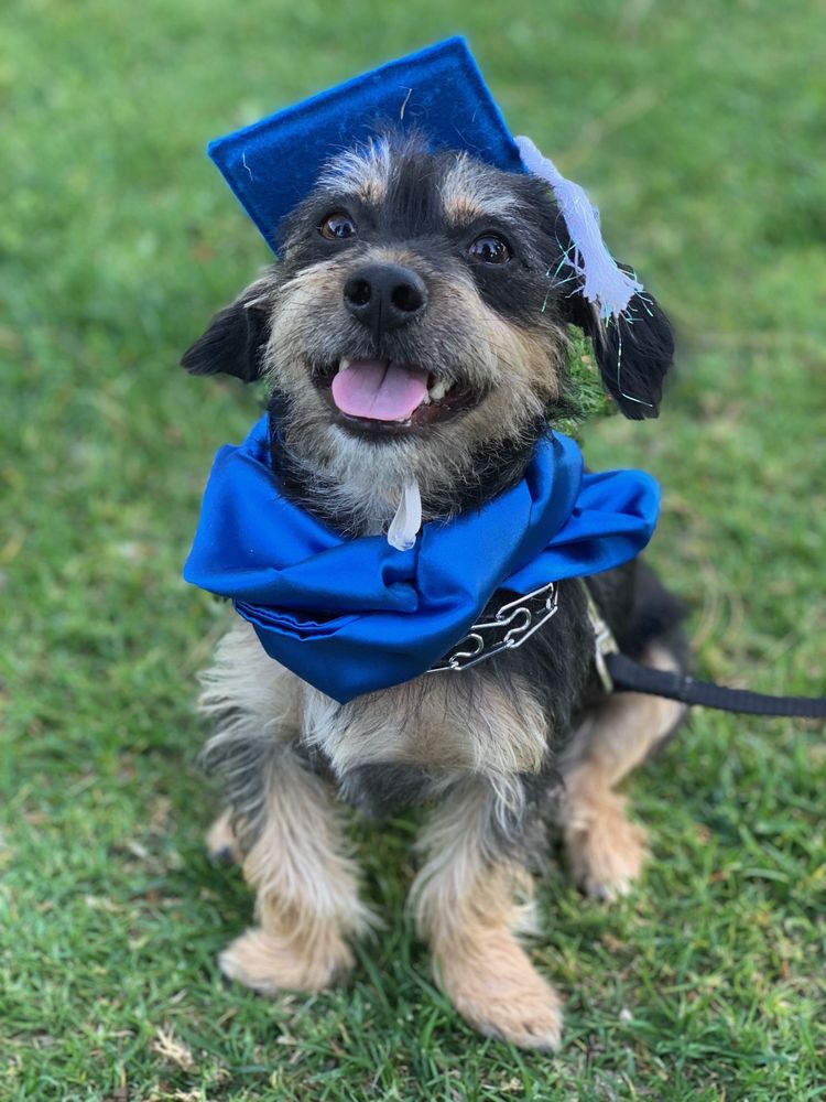 P & I Dog Training – Helping your pet one woof at a time