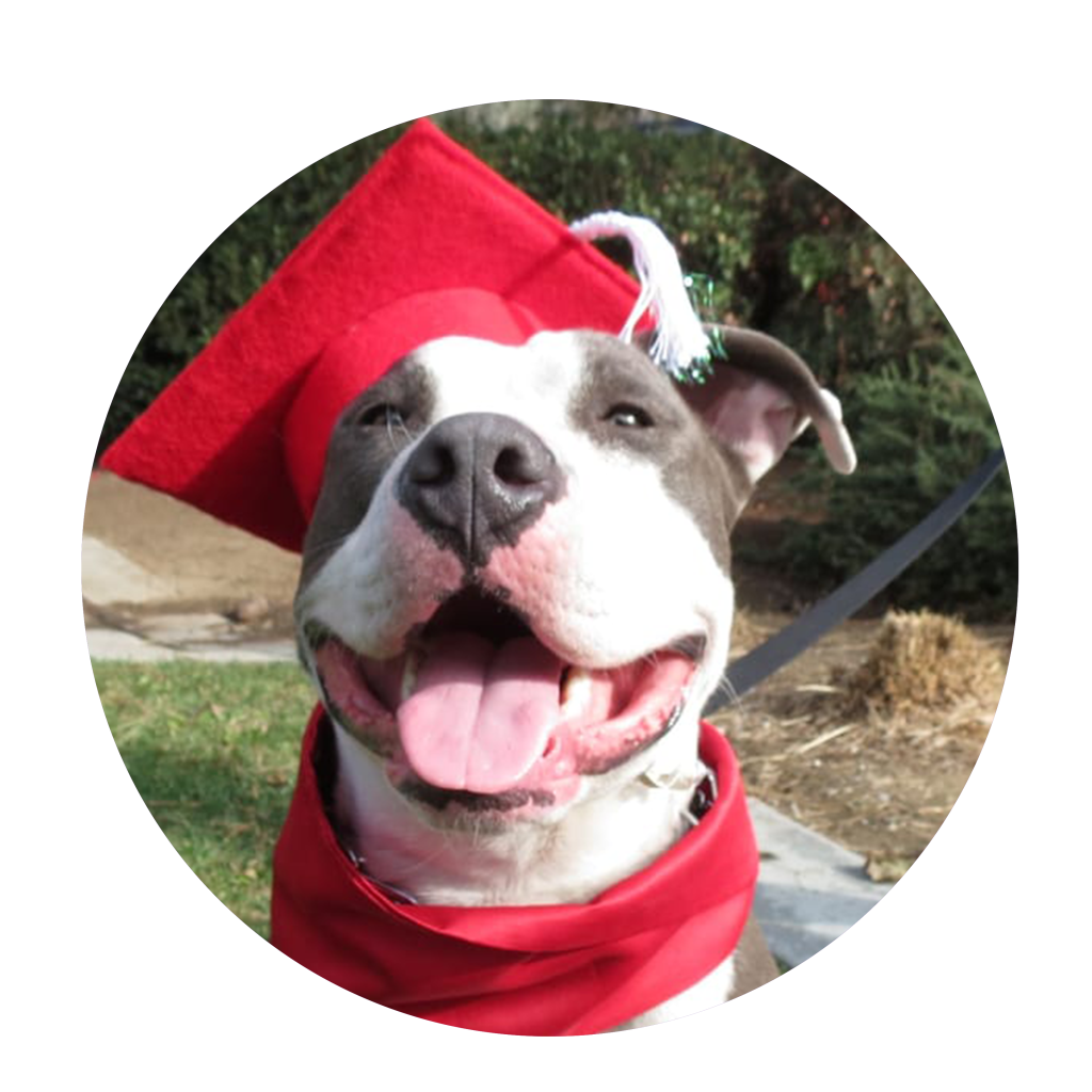 P & I Dog Training – Helping your pet one woof at a time