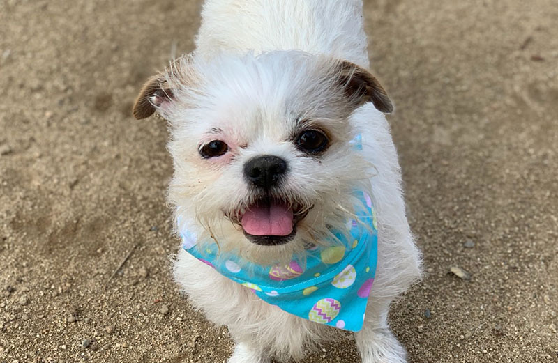 P & I Dog Training – Helping your pet one woof at a time